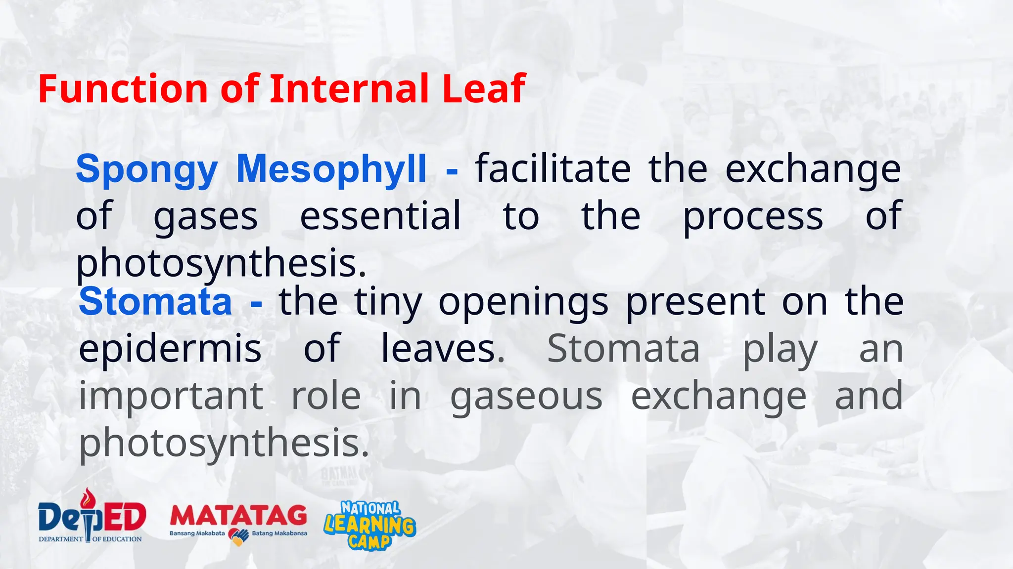 Photosyntehsisherepleaselearnhersis.pptx