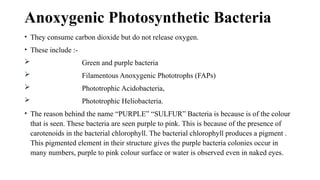 Photosynthesis OXYGENIC AND ANOXYGENIC.pptx