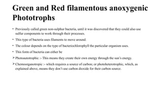 Photosynthesis OXYGENIC AND ANOXYGENIC.pptx