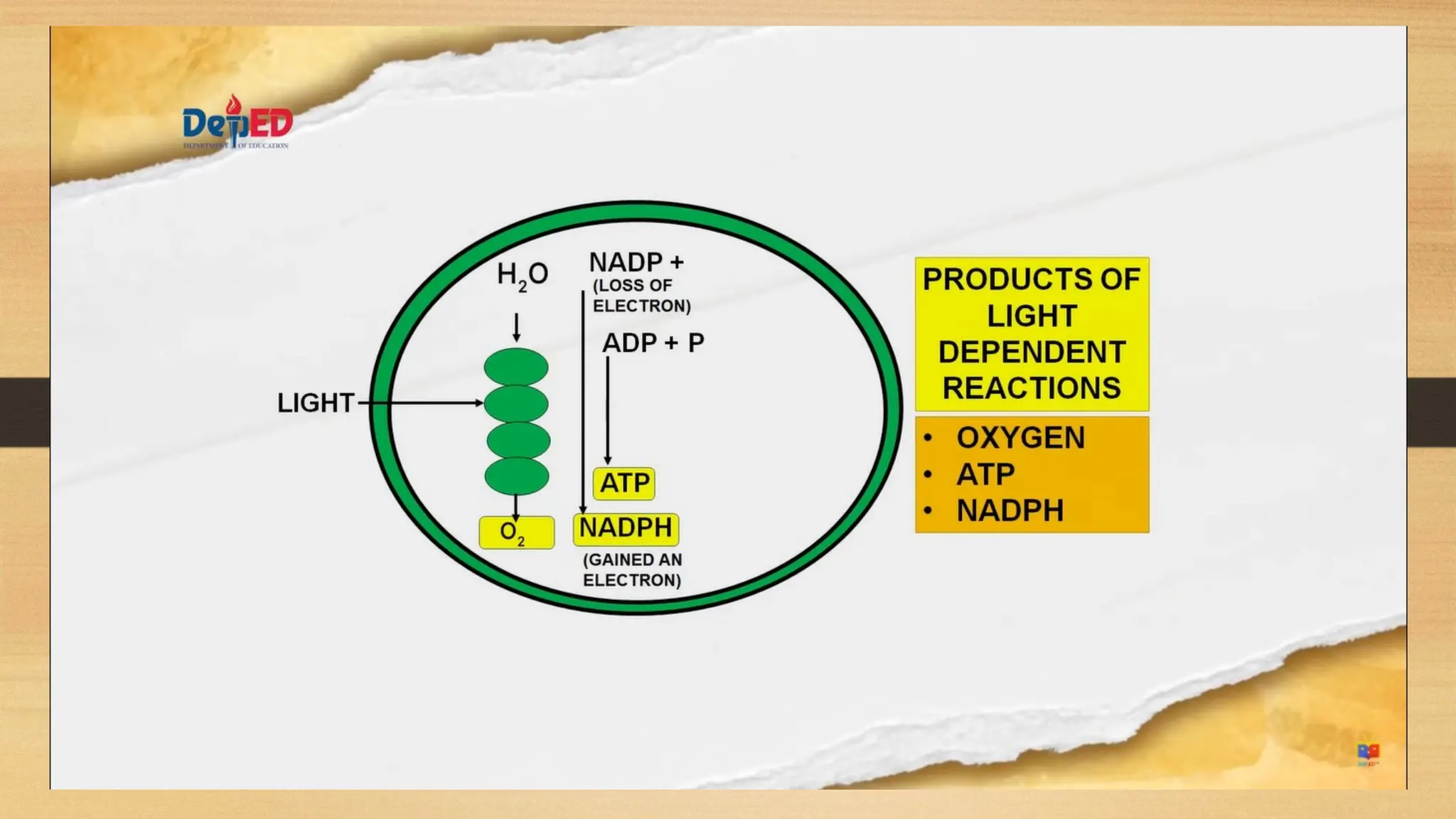 Grade 9 Science Module 5 Lesson in Photosynthesis and Celllular ...