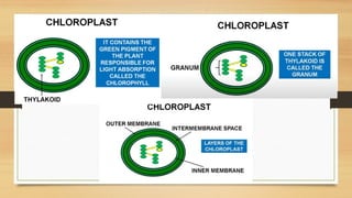 Grade 9 Science Module 5 Lesson in Photosynthesis and Celllular ...