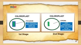 Grade 9 Science Module 5 Lesson in Photosynthesis and Celllular ...
