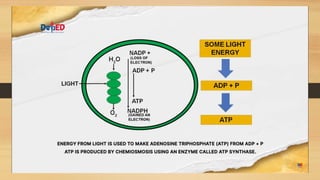 Grade 9 Science Module 5 Lesson in Photosynthesis and Celllular ...