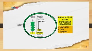 Grade 9 Science Module 5 Lesson in Photosynthesis and Celllular ...