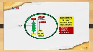 Grade 9 Science Module 5 Lesson in Photosynthesis and Celllular ...