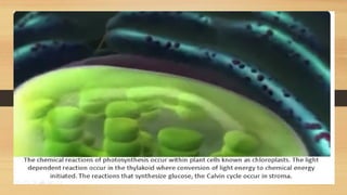 Grade 9 Science Module 5 Lesson in Photosynthesis and Celllular ...