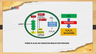 Grade 9 Science Module 5 Lesson in Photosynthesis and Celllular ...