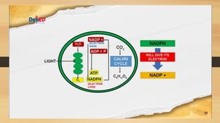 Grade 9 Science Module 5 Lesson in Photosynthesis and Celllular ...