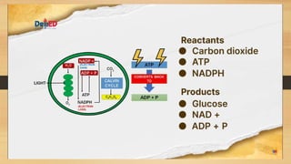 Grade 9 Science Module 5 Lesson in Photosynthesis and Celllular ...
