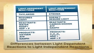 Grade 9 Science Module 5 Lesson in Photosynthesis and Celllular ...