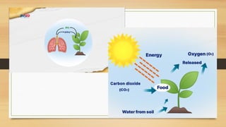 Grade 9 Science Module 5 Lesson in Photosynthesis and Celllular ...