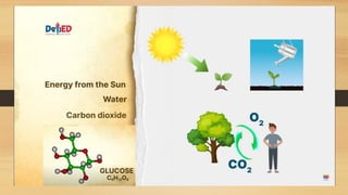 Grade 9 Science Module 5 Lesson in Photosynthesis and Celllular ...
