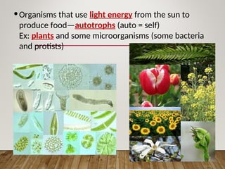 Explaining Photosynthesis and its example | PPT