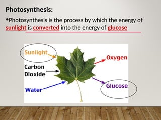 Explaining Photosynthesis and its example | PPT