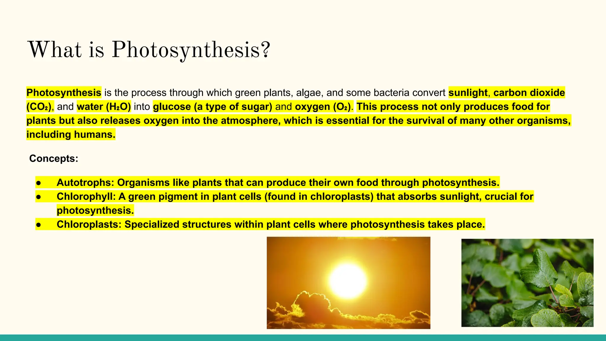 8th Grade Science: Photosynthesis Slides | PDF