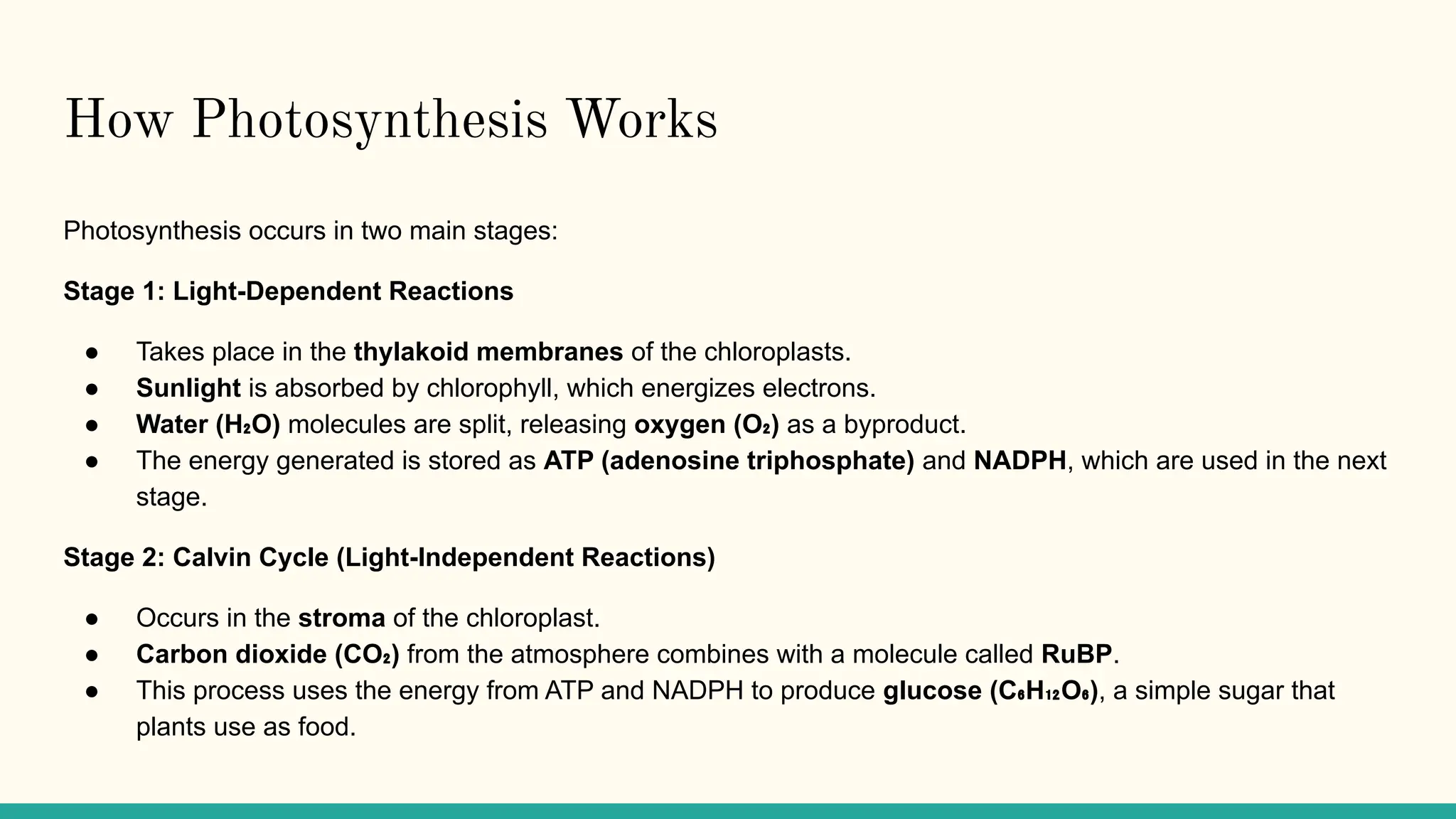 8th Grade Science: Photosynthesis Slides | PDF