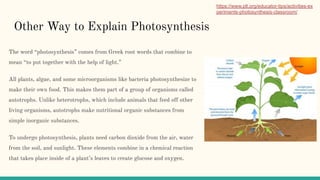 8th Grade Science: Photosynthesis Slides | PDF
