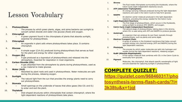8th Grade Science: Photosynthesis Slides | PDF