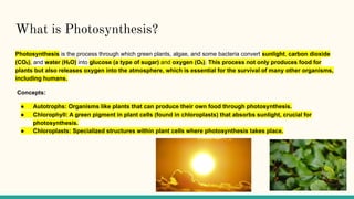8th Grade Science: Photosynthesis Slides | PDF