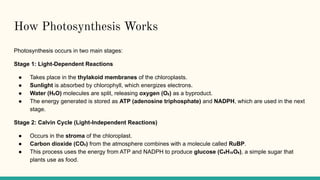 8th Grade Science: Photosynthesis Slides | PDF