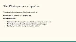 8th Grade Science: Photosynthesis Slides | PDF