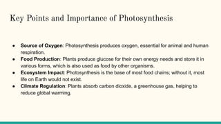 8th Grade Science: Photosynthesis Slides | PDF