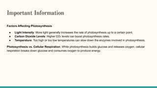 8th Grade Science: Photosynthesis Slides | PDF