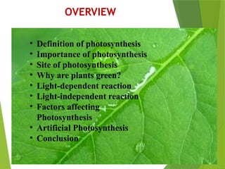 ph3123123123123123123312otosynthesis.pptx