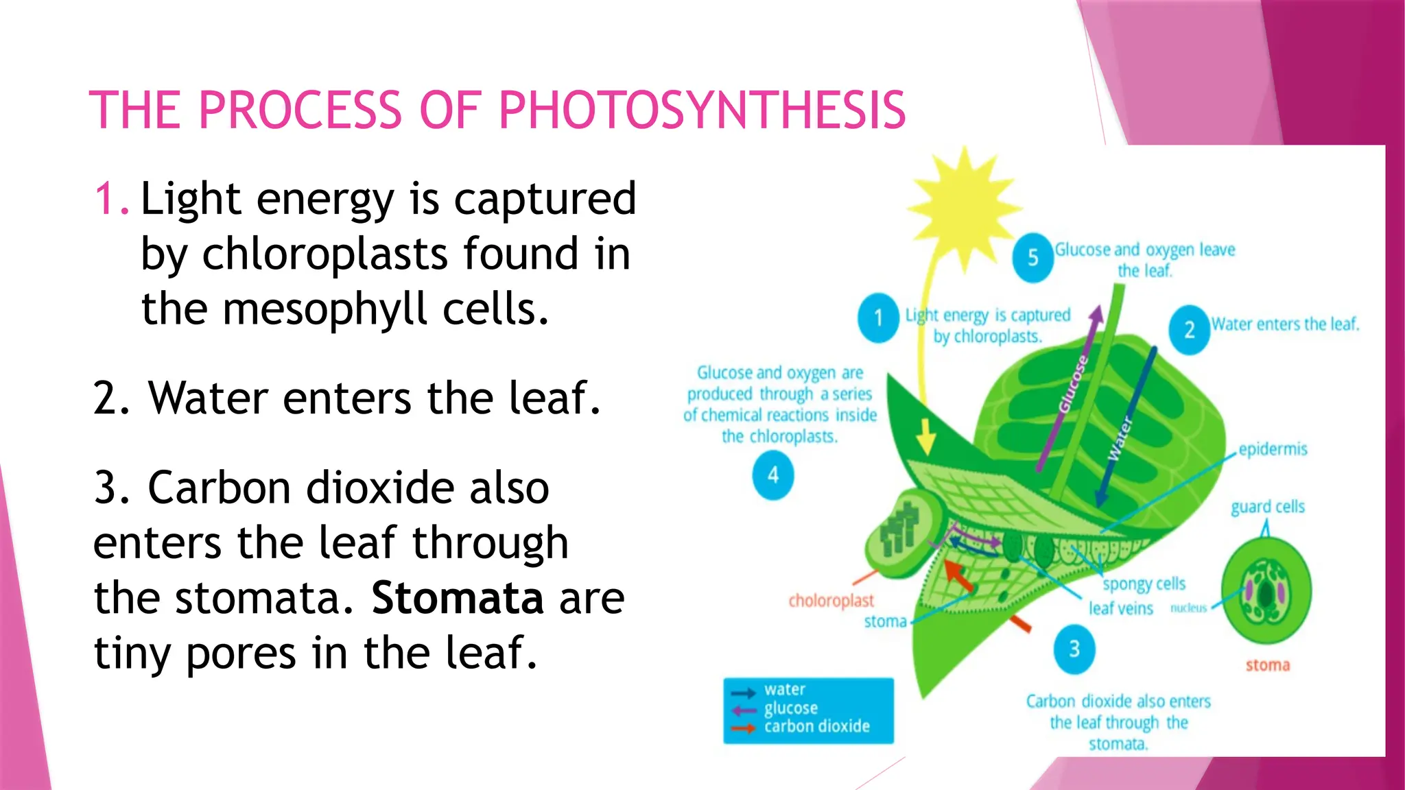PHOTOSYNTHESIS Photosynthesis Process Explained | PPT