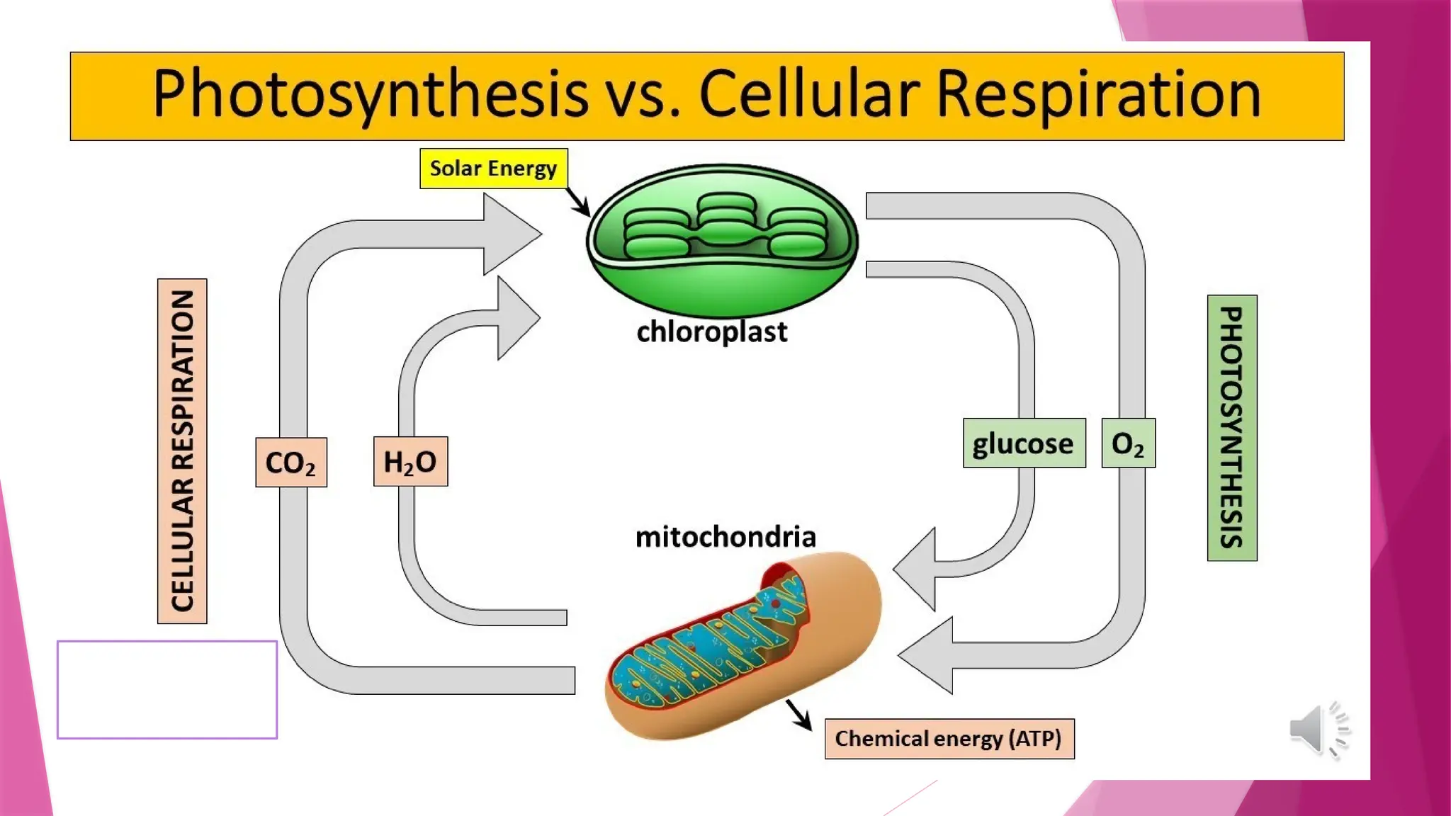 PHOTOSYNTHESIS Photosynthesis Process Explained | PPT