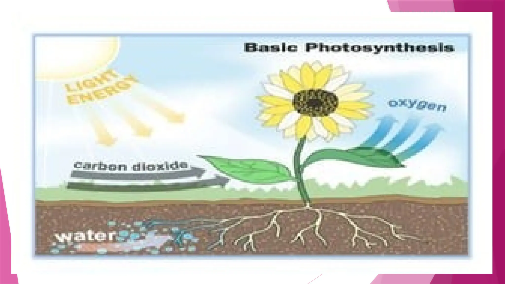PHOTOSYNTHESIS Photosynthesis Process Explained | PPT