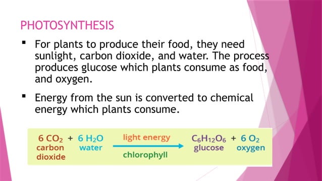 PHOTOSYNTHESIS Photosynthesis Process Explained | PPT