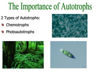 Photosynthesis | PPT