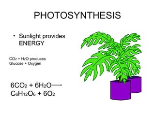 Photosynthesis-ppt-leaf structure showing the basic structure | PPT