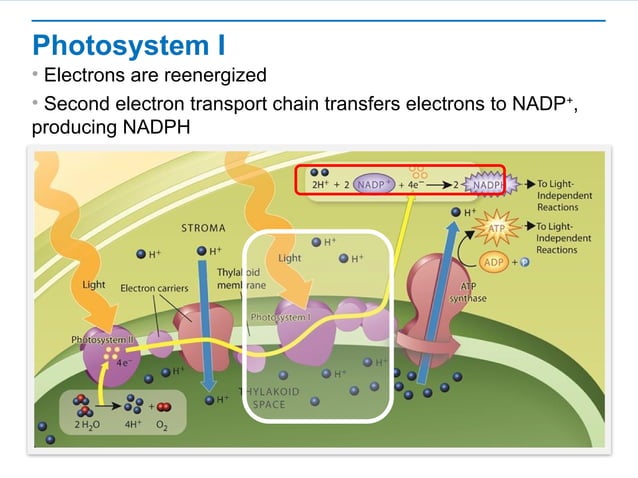 Photosynthesis_First steps on the process | PPT
