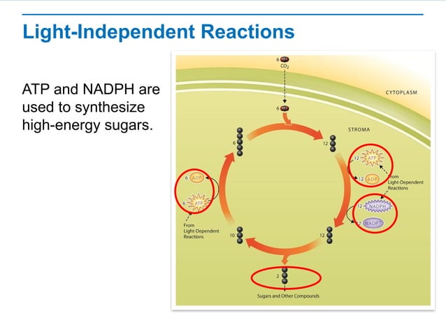 Photosynthesis_First steps on the process | PPT