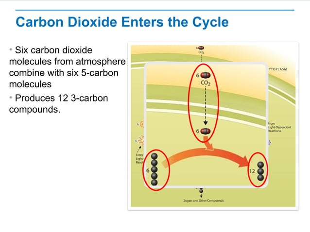 Photosynthesis_First steps on the process | PPT