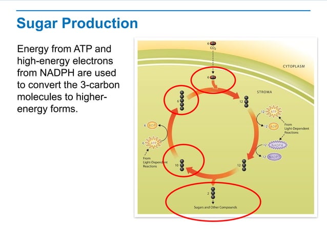 Photosynthesis_First steps on the process | PPT