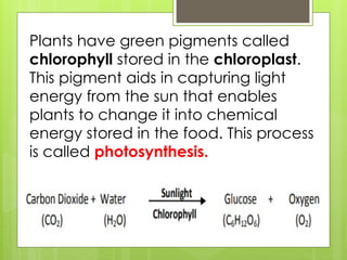 Understanding the Process of Photosynthesis | PPTX