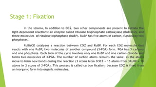 Photosynthesis (Seniorhigh School, Chemistry 1) | PPTX