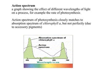 Photosynthesis A2 level Biology cambridge notes | PPT