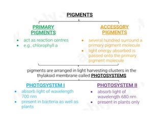 Photosynthesis A2 level Biology cambridge notes | PPT