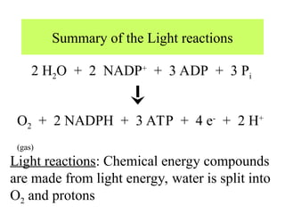 Photosynthesis A2 level Biology cambridge notes | PPT