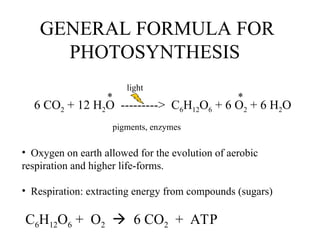 Photosynthesis A2 level Biology cambridge notes | PPT