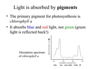 Photosynthesis A2 level Biology cambridge notes | PPT