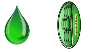 Photosynthesis-How plants get their energy.pptx