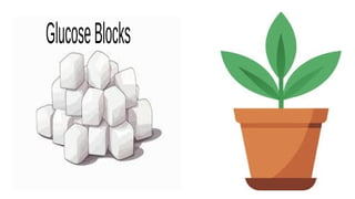 Photosynthesis-How plants get their energy.pptx