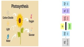 Photosynthesis-How plants get their energy.pptx