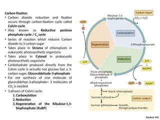 Photosynthesis (Light dependent reaction and Calvin cycle).pptx