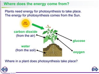 plant Photosynthesis and leaf structure.ppt